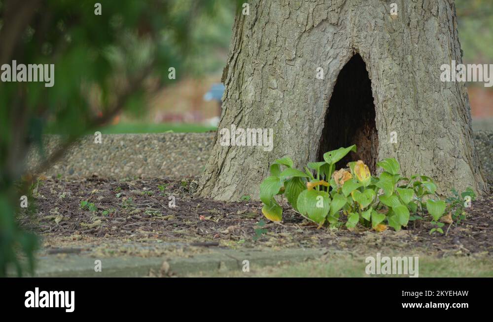 Tree trunk hole Stock Videos & Footage - HD and 4K Video Clips - Alamy