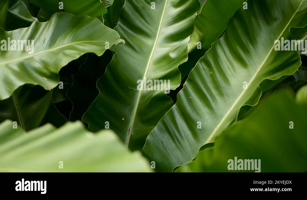 Bird's Nest fern, Asplenium nidus. Wild Paradise rainforest jungle ...