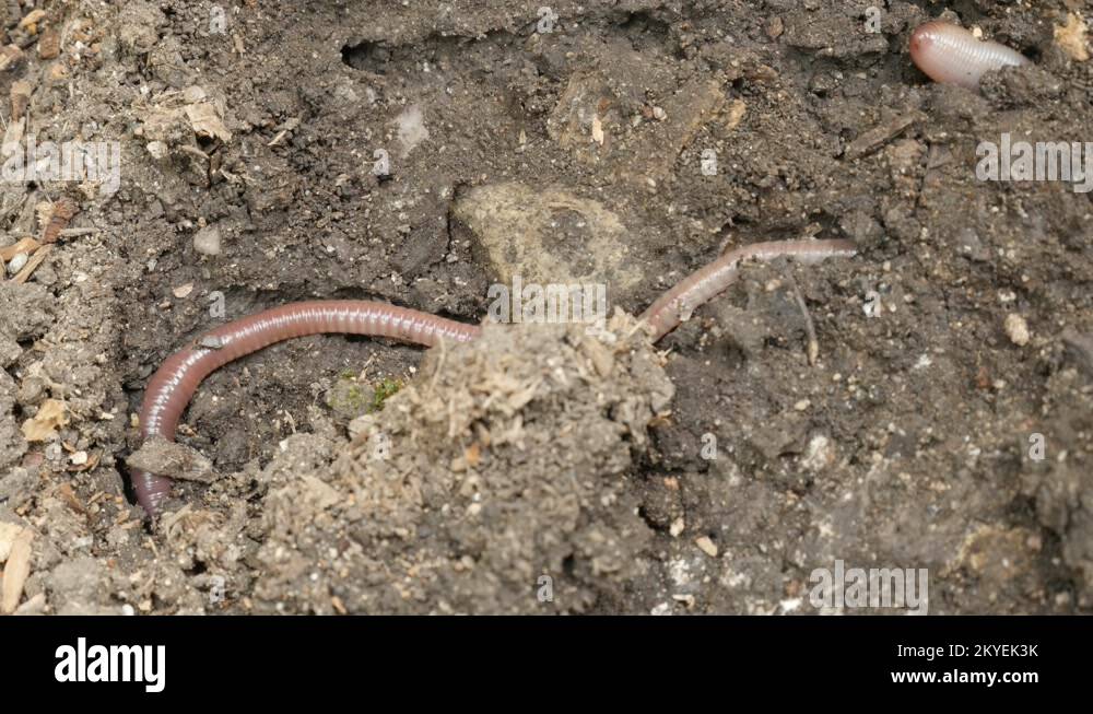 Earthworm lumbricus terrestris in soil Stock Videos & Footage - HD and ...