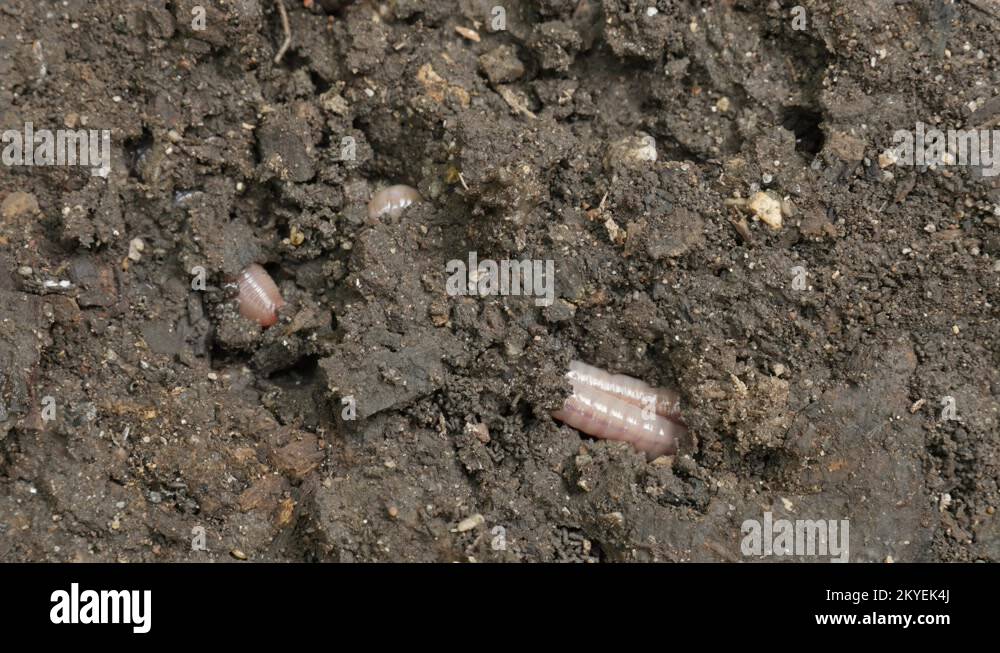 Night crawler Lumbricus terrestris earth worm in the soil 4K video ...