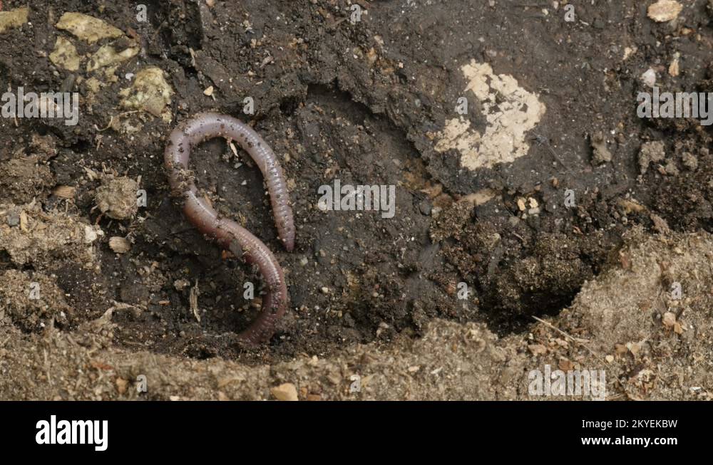 Lumbricus terrestris Stock Videos & Footage - HD and 4K Video Clips - Alamy