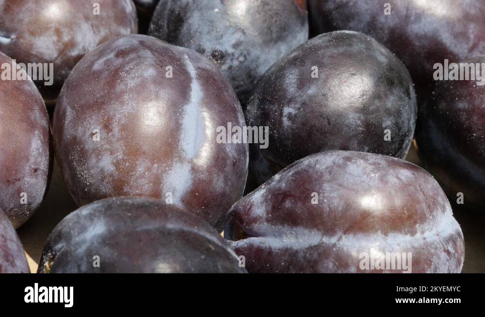 Purple common plum Prunus domestica after harvest 4K video Stock Video ...