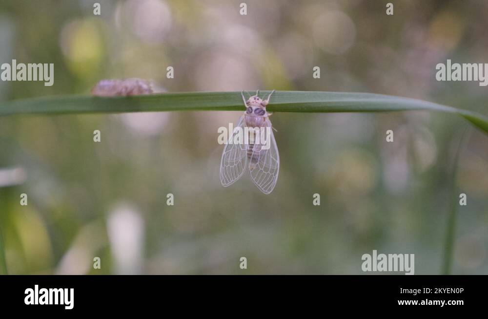 Cicada metamorphosis Stock Videos & Footage - HD and 4K Video Clips - Alamy