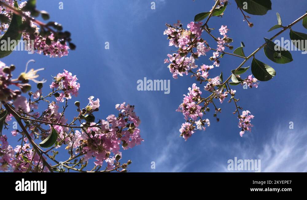 Pink poui tabebuia rosea Stock Videos & Footage - HD and 4K Video Clips ...