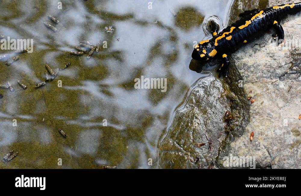 fire salamander (Salamandra salamandra) and caddis fly larva Stock ...
