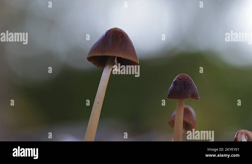 Studying mycology Stock Videos & Footage - HD and 4K Video Clips - Alamy