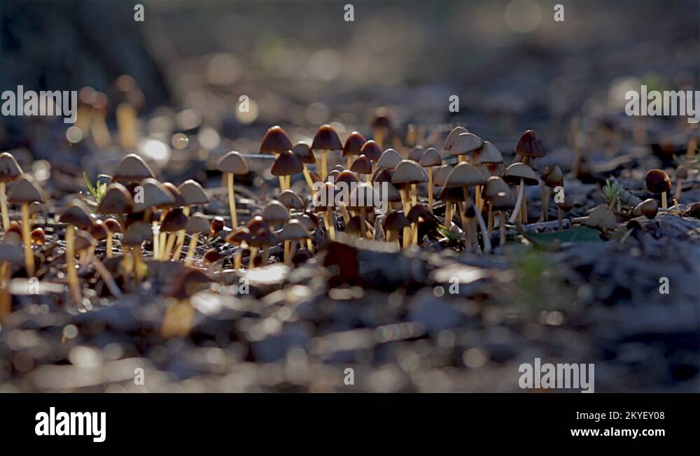 Cluster of little brown mushrooms growing from wood chips. Close up ...