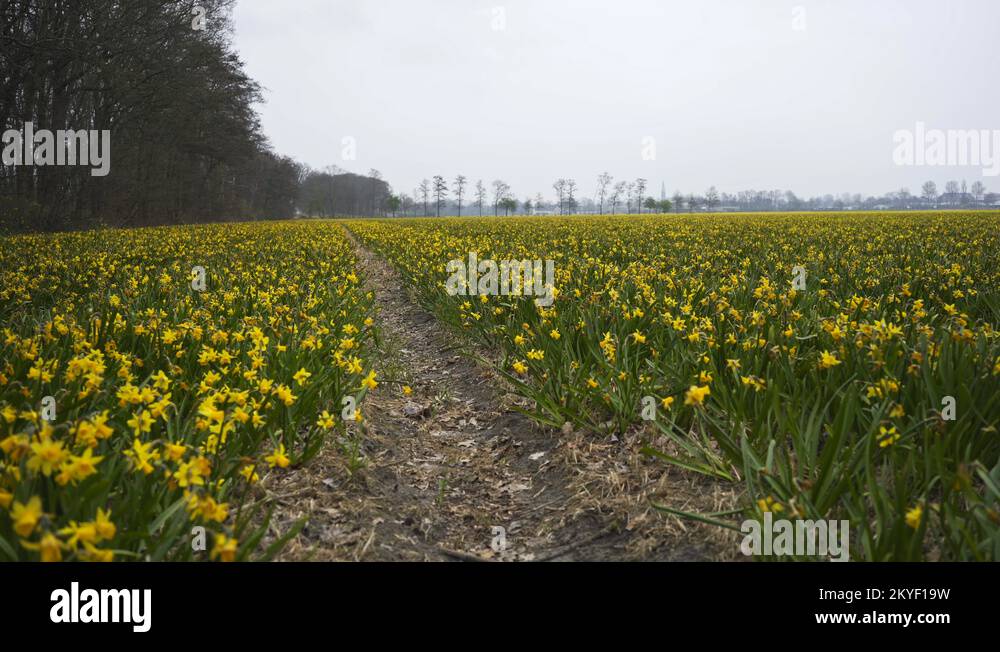 Daffodil fields Stock Videos & Footage - HD and 4K Video Clips - Alamy