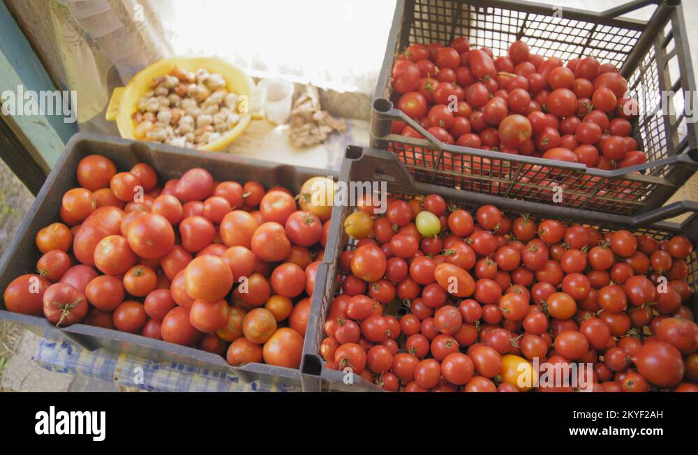 Tomato crates Stock Videos & Footage - HD and 4K Video Clips - Alamy