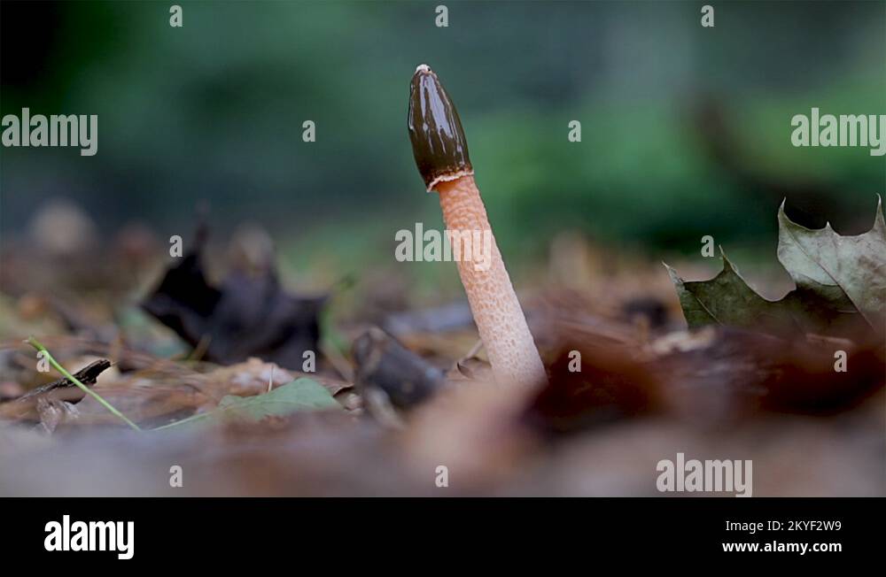 Stinkhorn mushroom close up. Foul-smelling Phallales mushroom sprouting ...