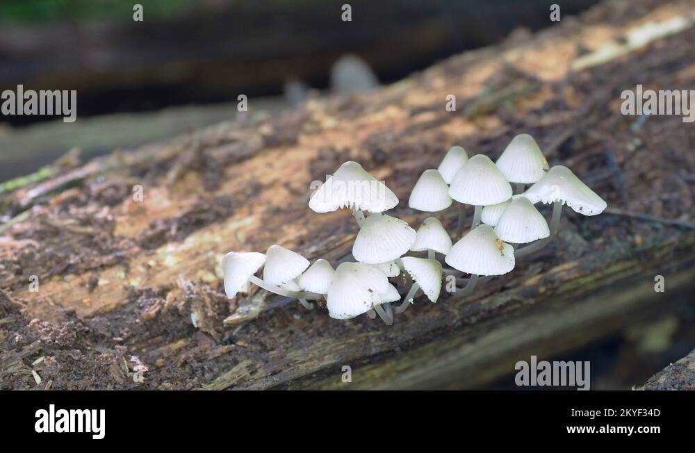 White fungi growing on log Stock Videos & Footage - HD and 4K Video ...