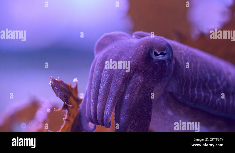 Hovering cuttlefish Stock Videos & Footage - HD and 4K Video Clips - Alamy