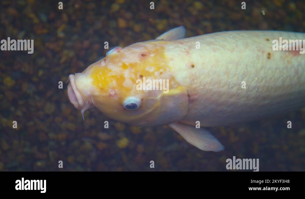 Coi Stock Videos & Footage - HD and 4K Video Clips - Alamy