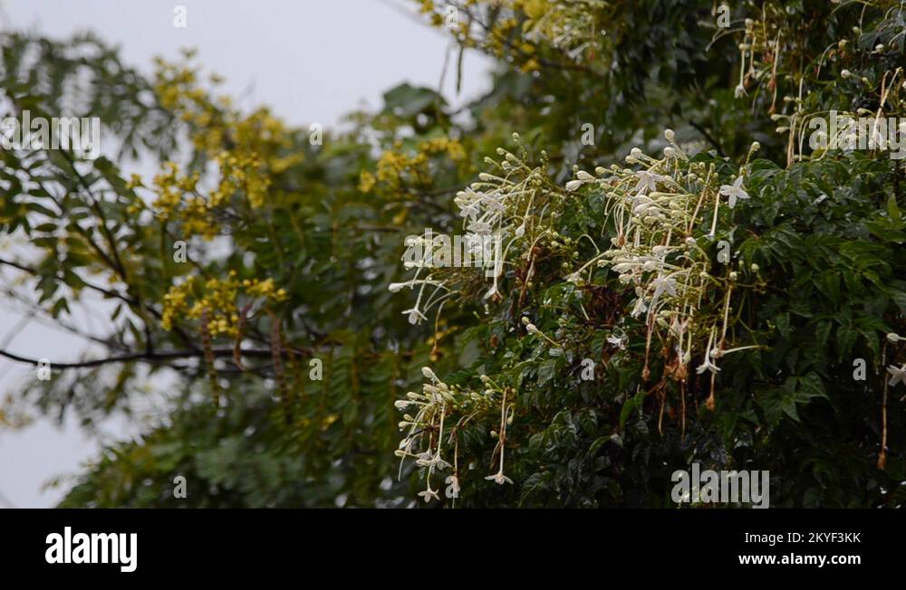 Cork tree indian flower Stock Videos & Footage - HD and 4K Video Clips ...