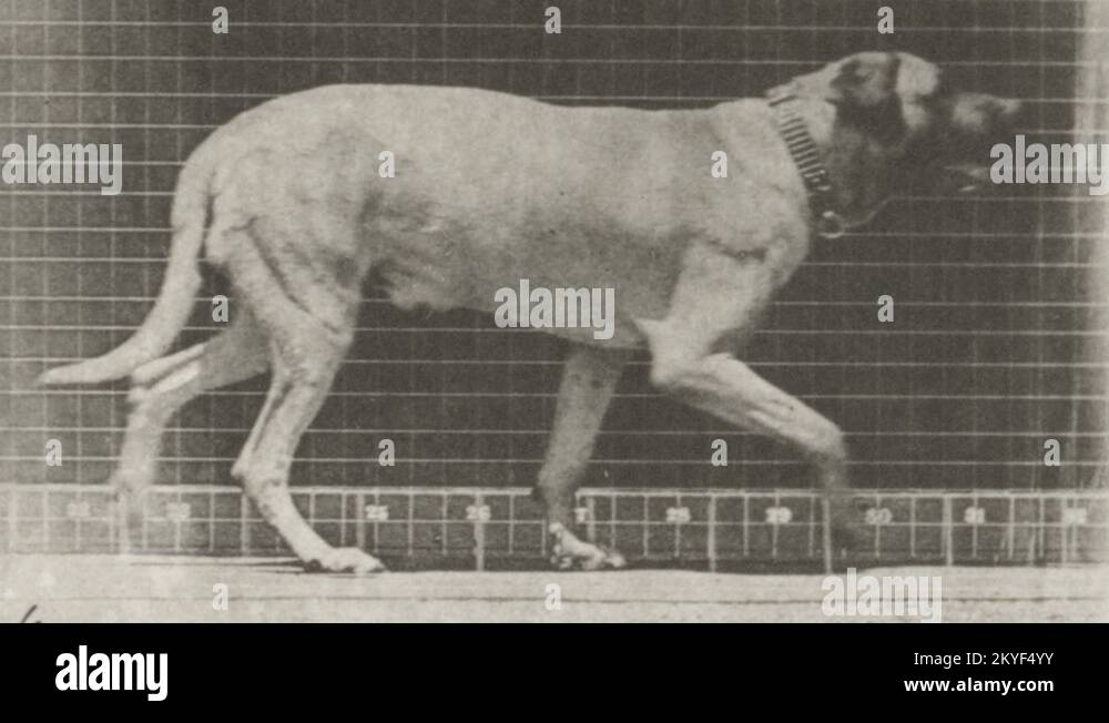 Trot classic Stock Videos & Footage - HD and 4K Video Clips - Alamy