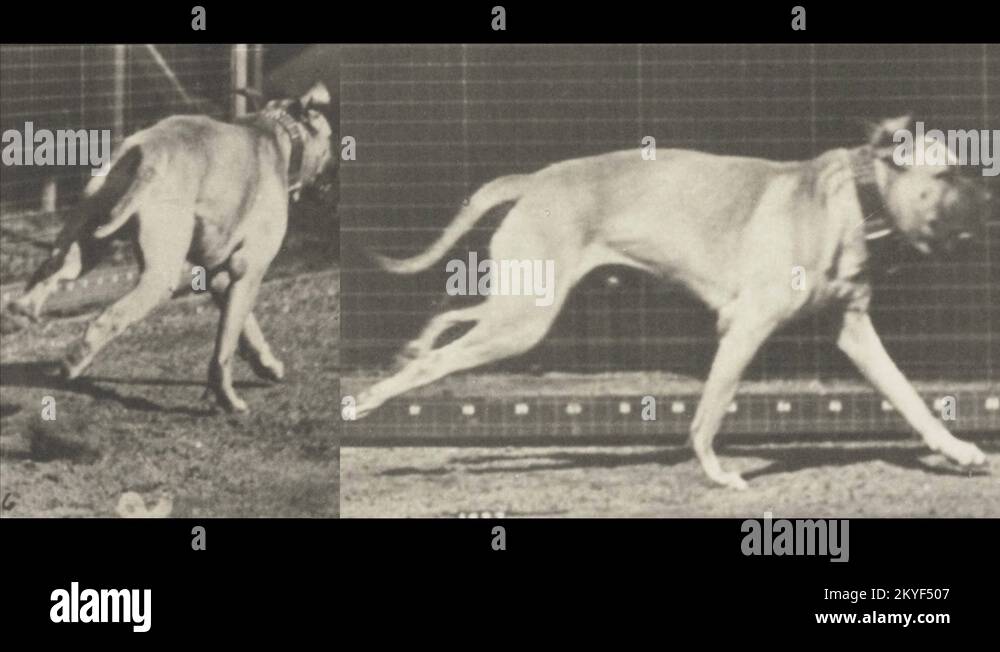 Dog running side view of dog Stock Videos & Footage - HD and 4K Video ...