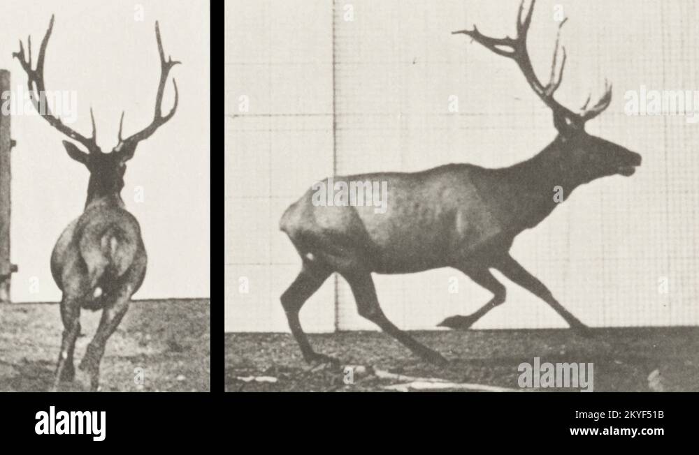 Back profile view Stock Videos & Footage - HD and 4K Video Clips - Alamy