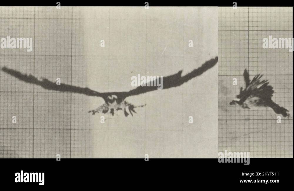 Fish Hawk in Flight Side and Front View Sequence Stock Video Footage ...