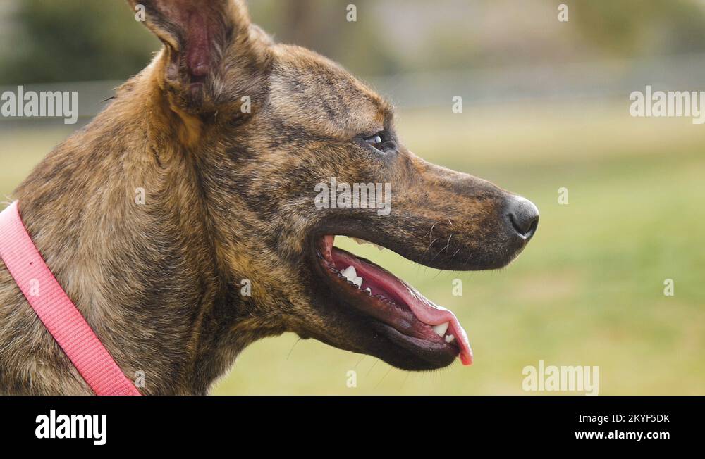 Dog side profile Stock Videos & Footage - HD and 4K Video Clips - Alamy