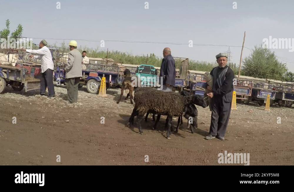 Ba lamb Stock Videos & Footage - HD and 4K Video Clips - Alamy
