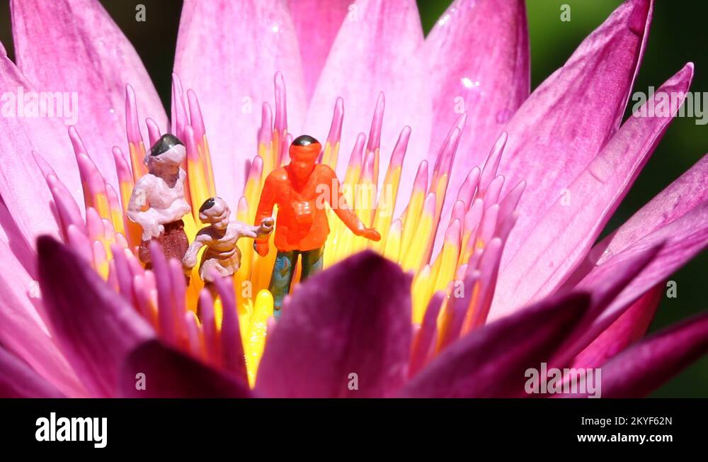 Lotus family Stock Videos & Footage - HD and 4K Video Clips - Alamy