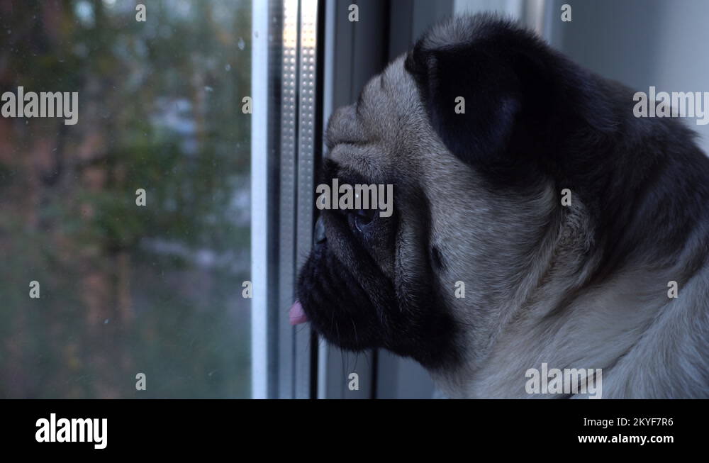 Surious, sad pug dog watching out the window. Waiting for owner to come ...