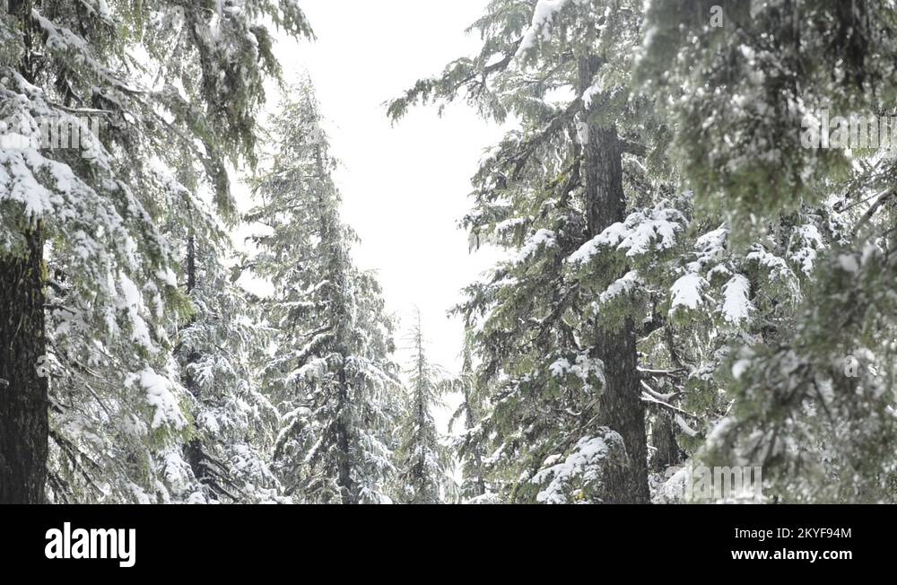 Snowing on trees Stock Videos & Footage - HD and 4K Video Clips - Alamy