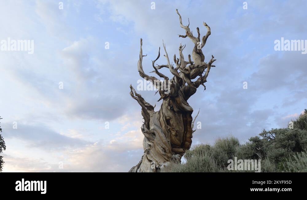 Wind twisted tree Stock Videos & Footage - HD and 4K Video Clips - Alamy