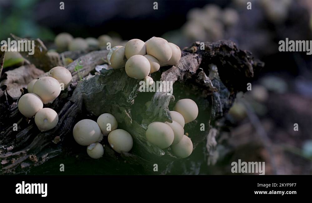 Pear ball Stock Videos & Footage - HD and 4K Video Clips - Alamy