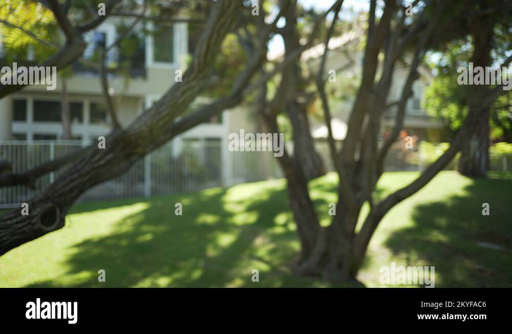 Branchy trees Stock Videos & Footage - HD and 4K Video Clips - Alamy