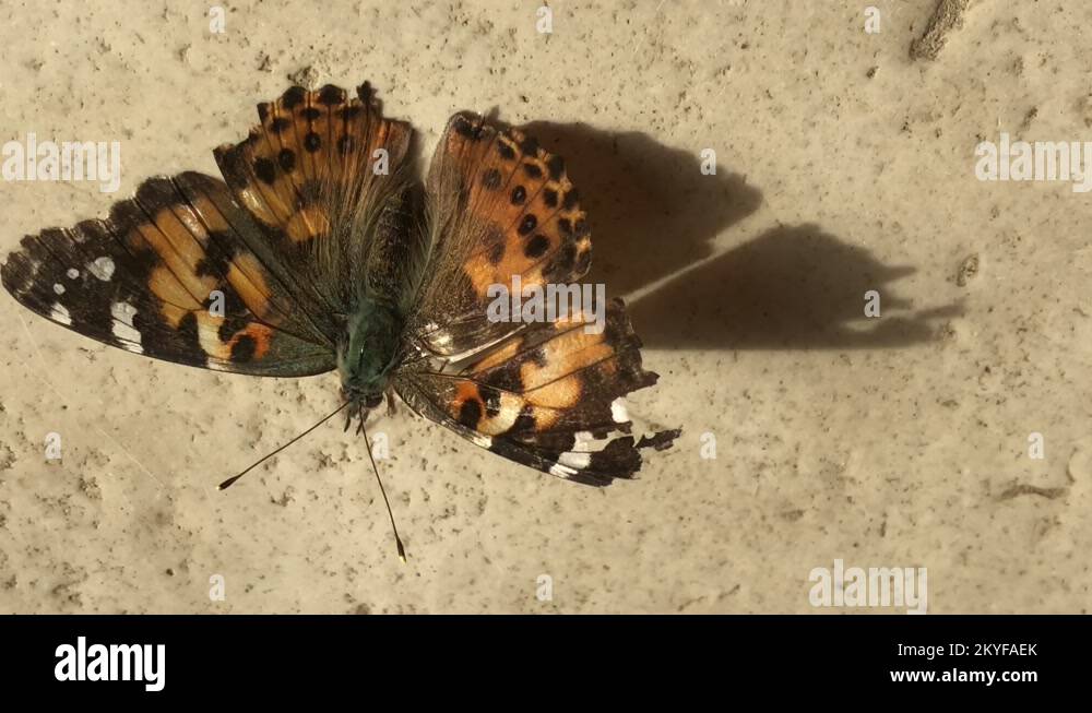 Lady of lyons Stock Videos & Footage - HD and 4K Video Clips - Alamy