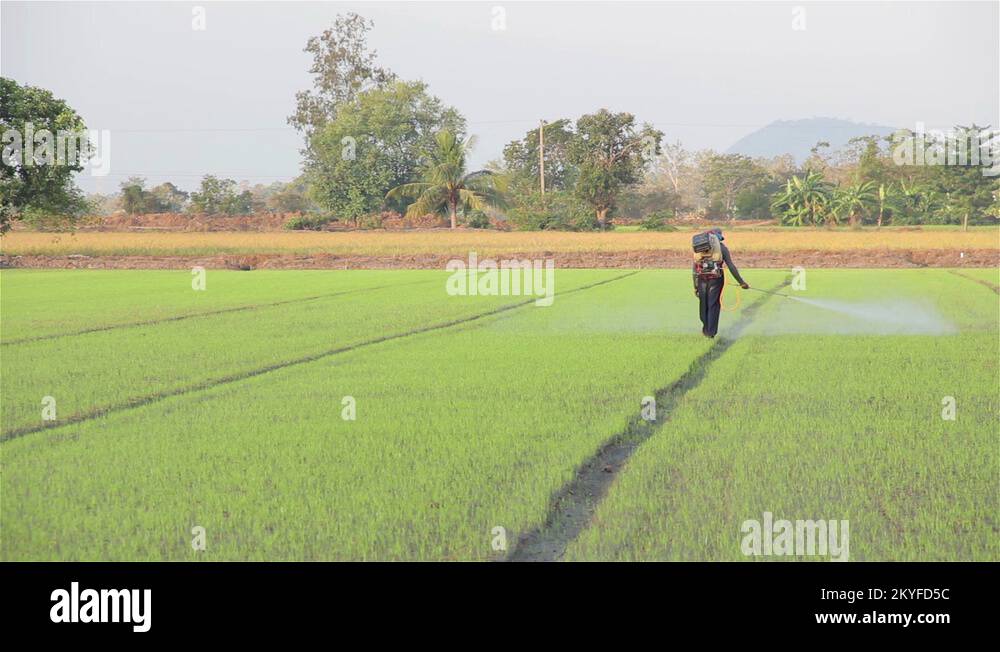 Rice fungicide Stock Videos & Footage - HD and 4K Video Clips - Alamy