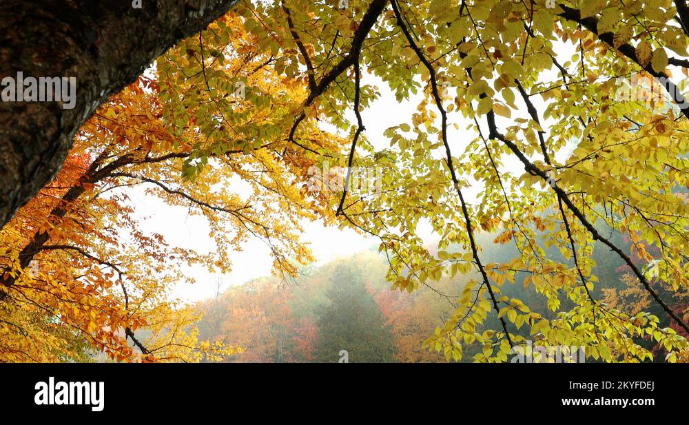 Autumn leaves change color and fall to the forest by a flowing creek ...