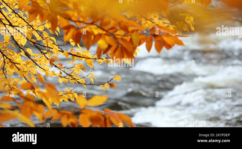 Autumn leaves change color and fall to the forest by a flowing creek ...