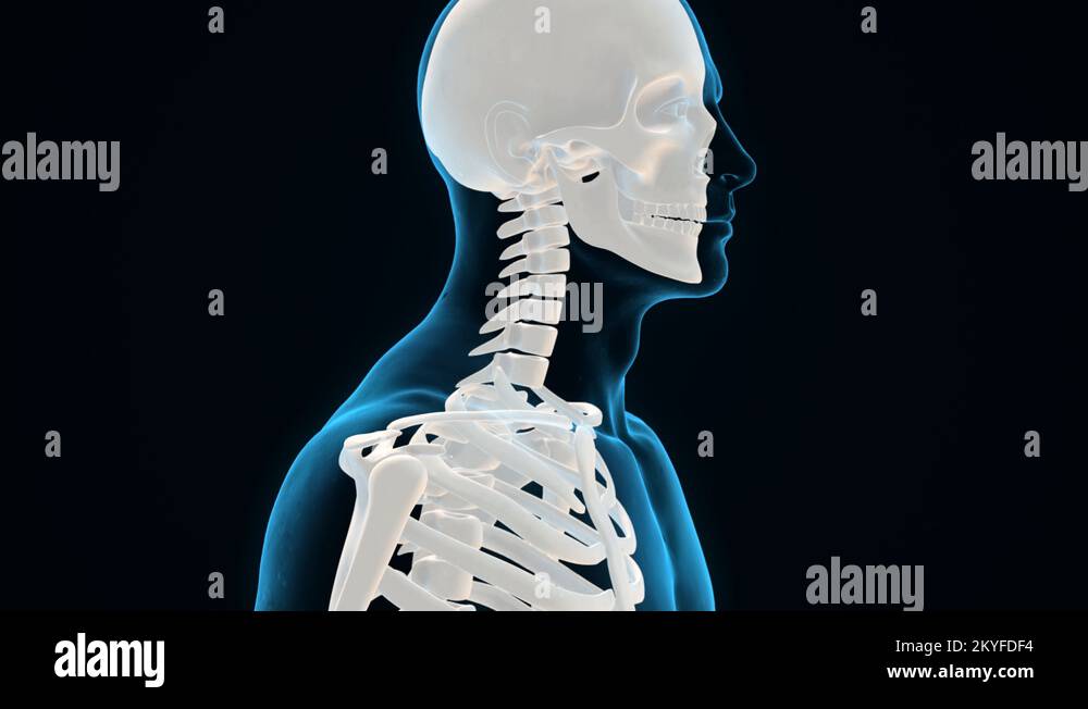 Rotating Male body scan with musculoskeletal system. 3d animation Stock ...