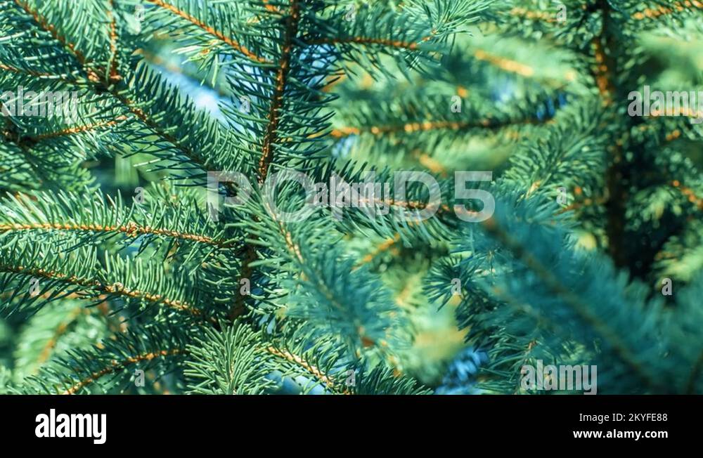 Green tree needle Stock Videos & Footage - HD and 4K Video Clips - Alamy