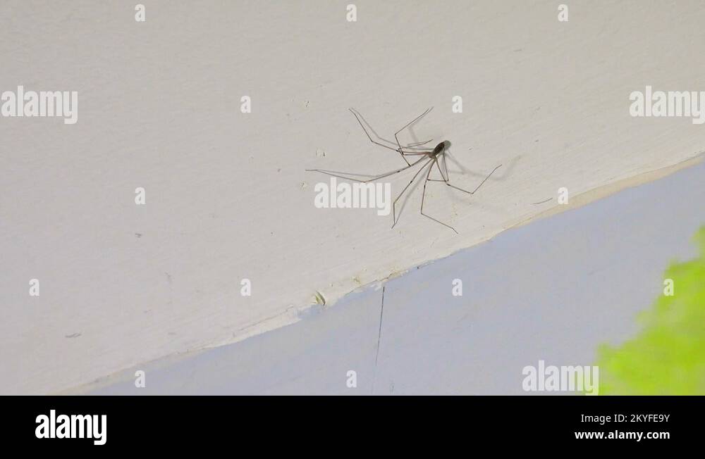 Spider sweep Stock Videos & Footage - HD and 4K Video Clips - Alamy