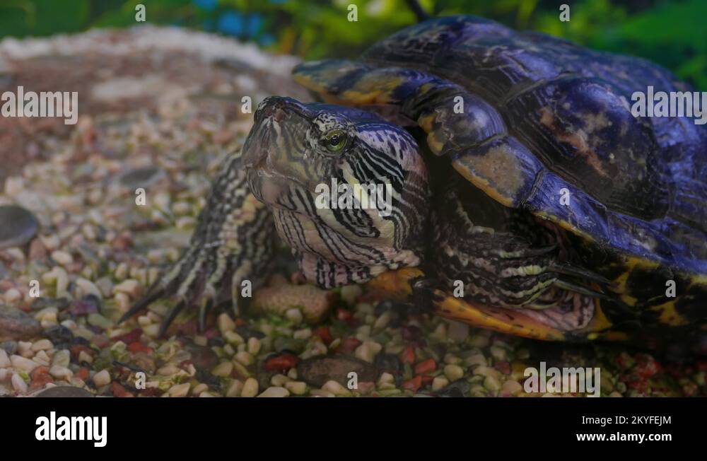 Red eared slider elegans Stock Videos & Footage - HD and 4K Video Clips ...