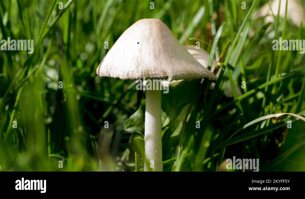 Common field mushroom Stock Videos & Footage - HD and 4K Video Clips ...