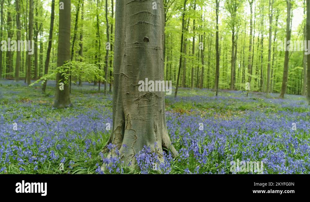 Circle around tree Stock Videos & Footage - HD and 4K Video Clips - Alamy