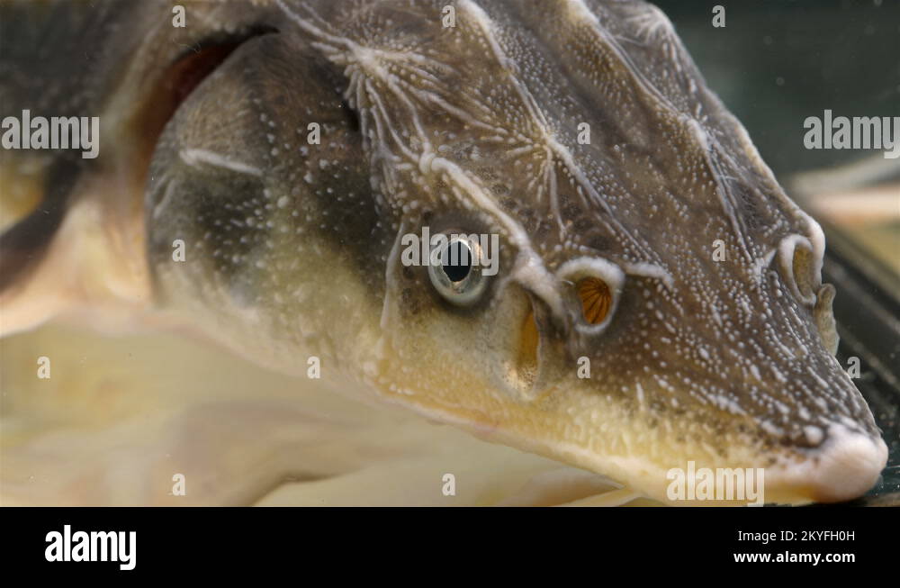 Fish thorn Stock Videos & Footage - HD and 4K Video Clips - Alamy