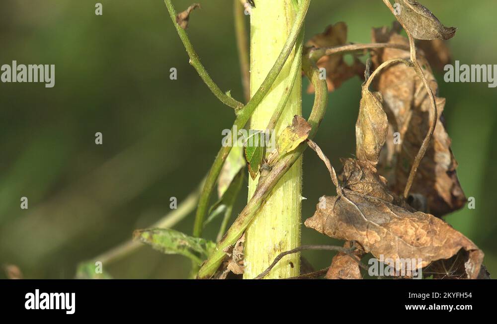 Thorn bugs Stock Videos & Footage - HD and 4K Video Clips - Alamy