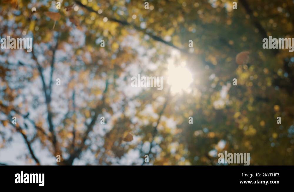 Fall from the tree Stock Videos & Footage - HD and 4K Video Clips - Alamy