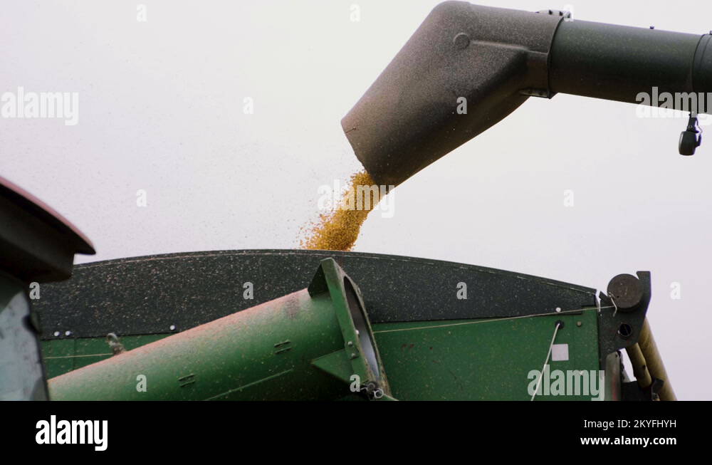 Combine harvester harvesting corn and unloading grains into truck ...