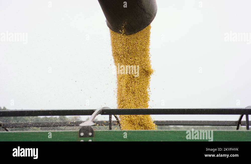 Combine harvester harvesting corn and unloading grains into truck ...