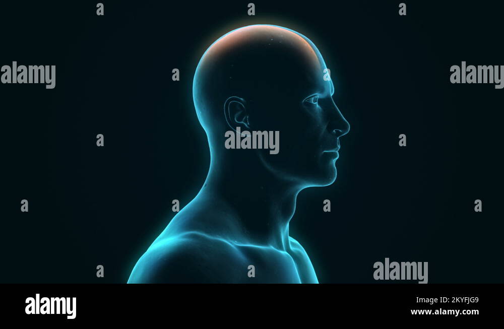 Rotating Male body scan with musculoskeletal system. Seamless loop ...