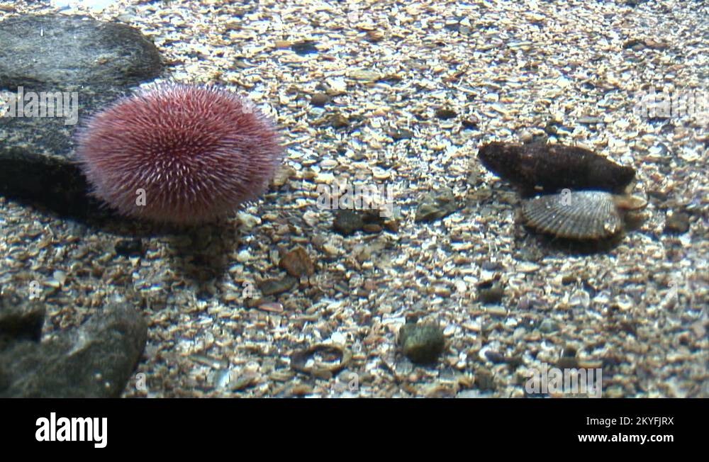 Marine echinoderms Stock Videos & Footage - HD and 4K Video Clips - Alamy