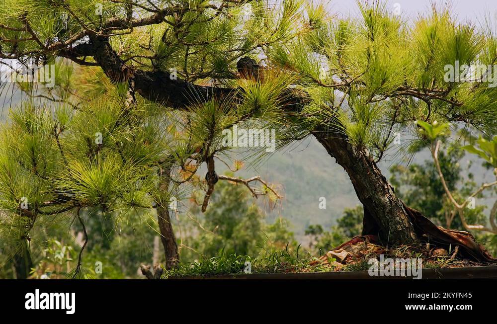 Traditional evergreen spruce tree Stock Videos & Footage - HD and 4K ...