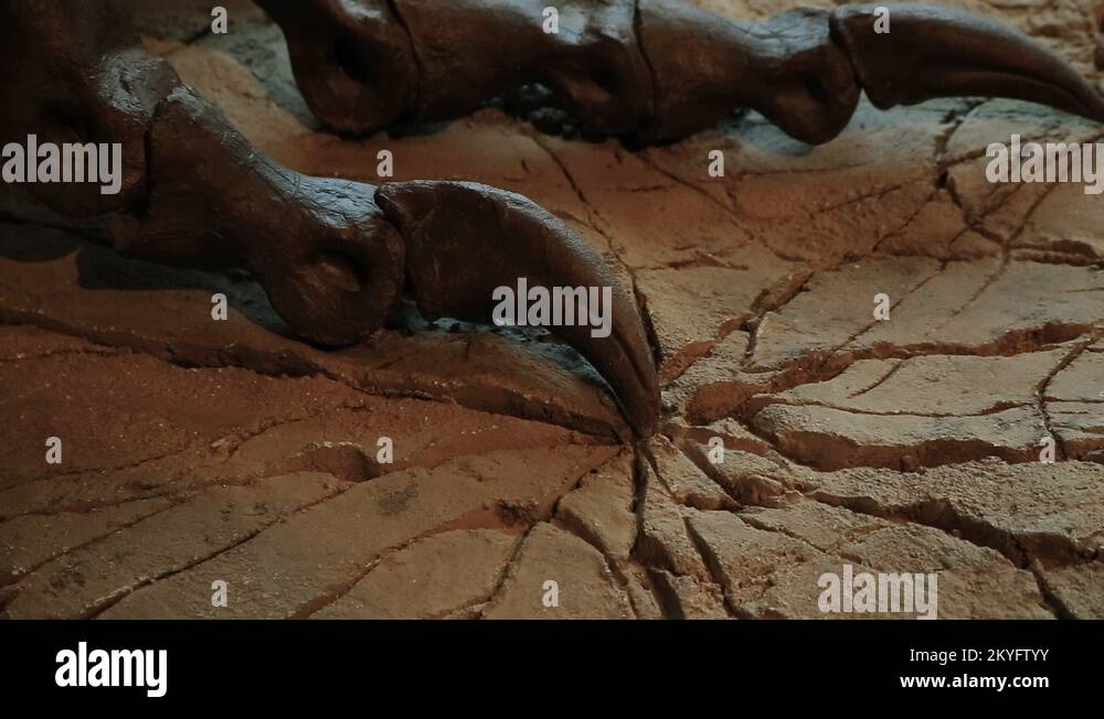 Close up tyranosaurus rex fossil foot on cracked desert floor Stock ...