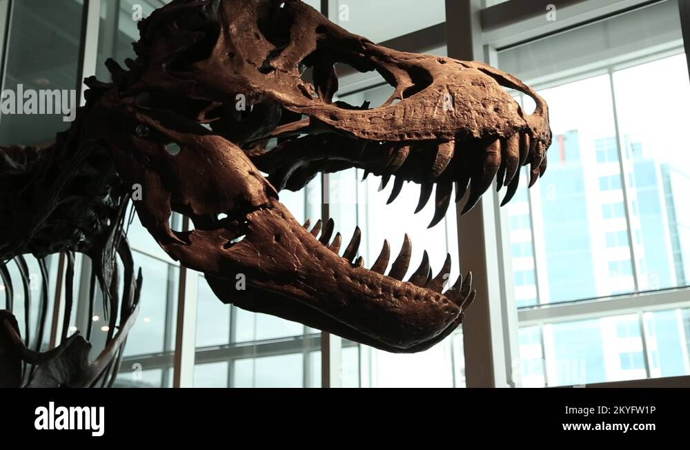 T rex display Stock Videos & Footage - HD and 4K Video Clips - Alamy